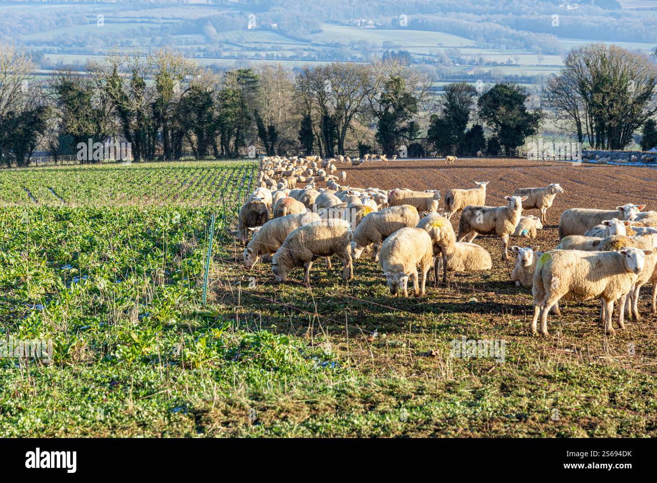 Sheep in winter folded on a forage crop and contained by an electric ...