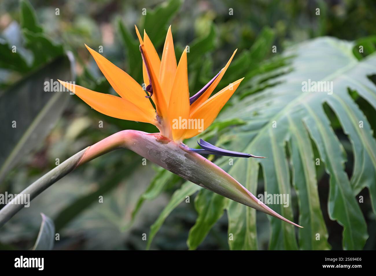 An orange Crane Flower in the glasshouse at Royal Lemington Spa Stock ...