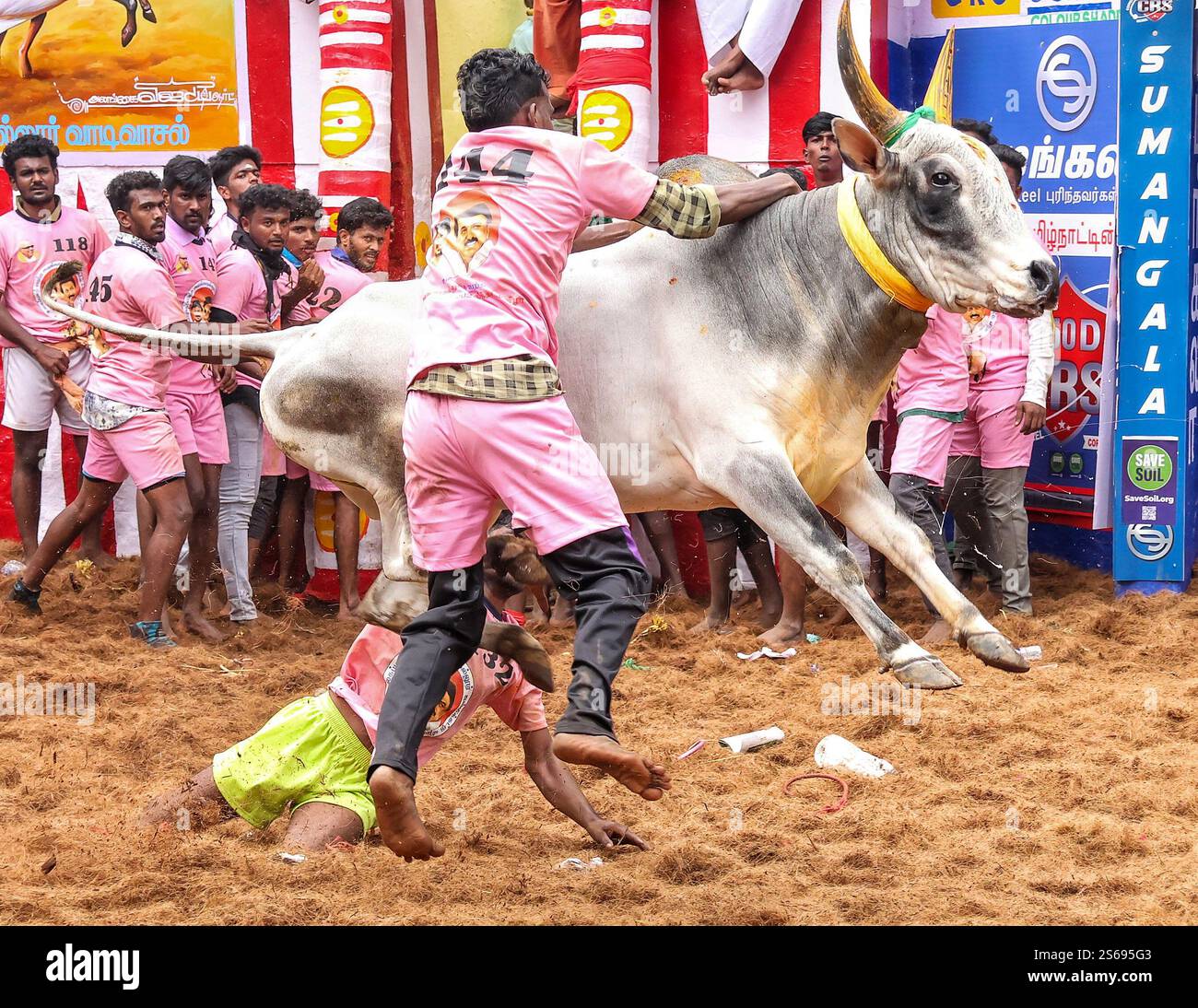 Jallikattu bulls hi-res stock photography and images - Alamy