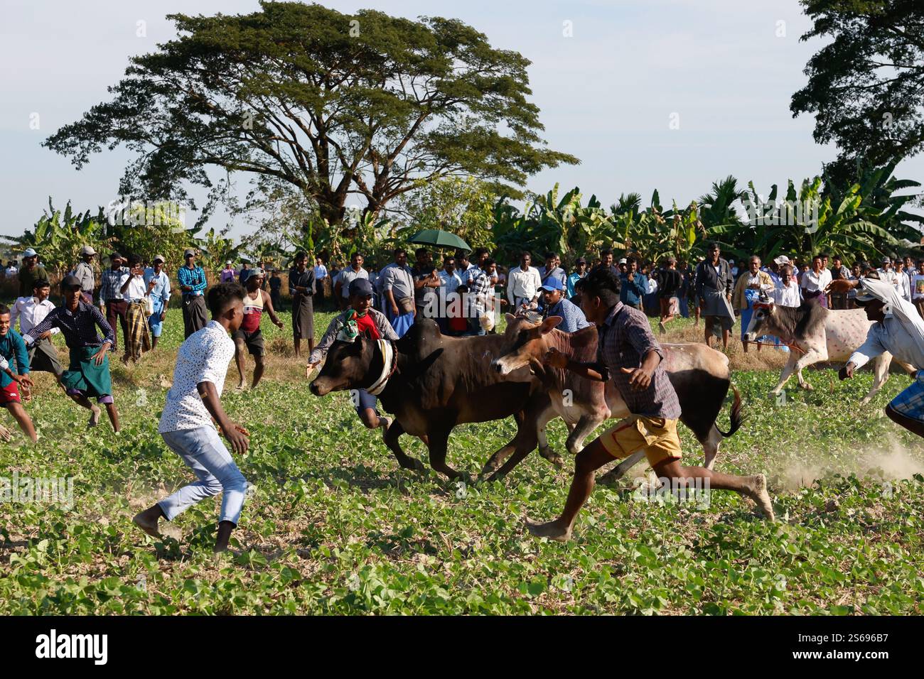Yangon, Myanmar. 16th Jan, 2025. People try to control bulls during a ...