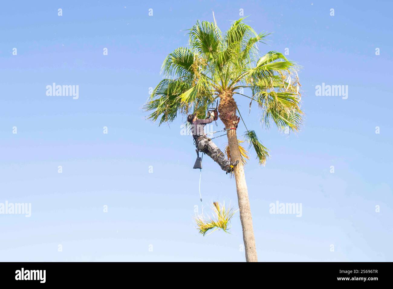 Latin palm pruner with safety harness prunes the leaves of a palm tree ...