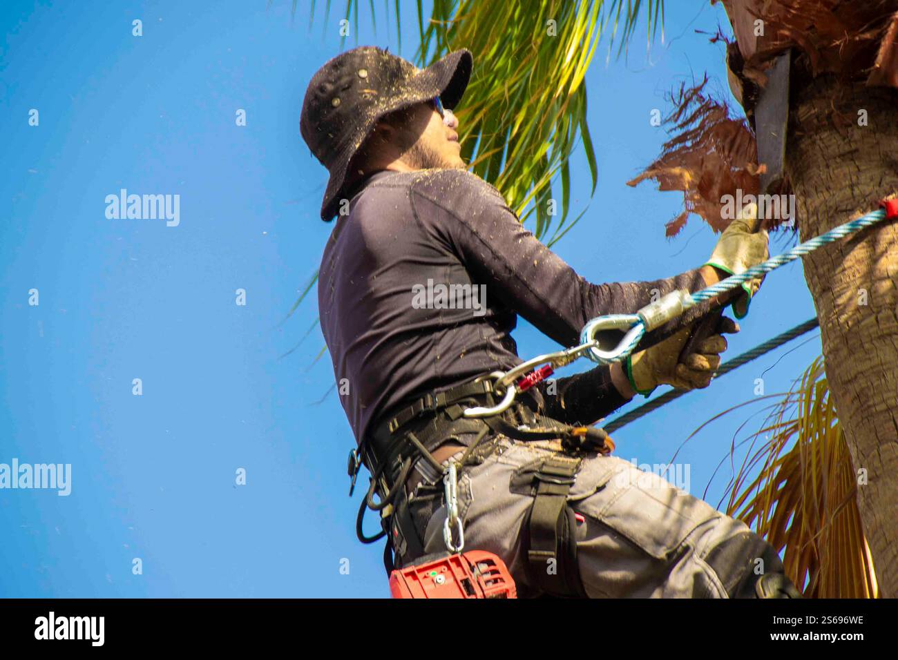 Close-up of a Hispanic man in a safety harness cleaning the trunk of a ...