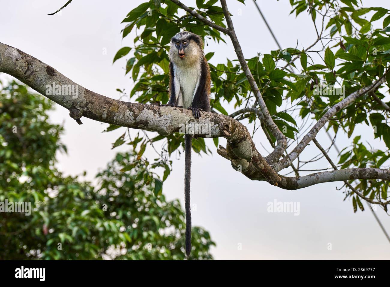 Saint George s, Grenada, Caribbean - January 10, 2025: A Mona Monkey ...