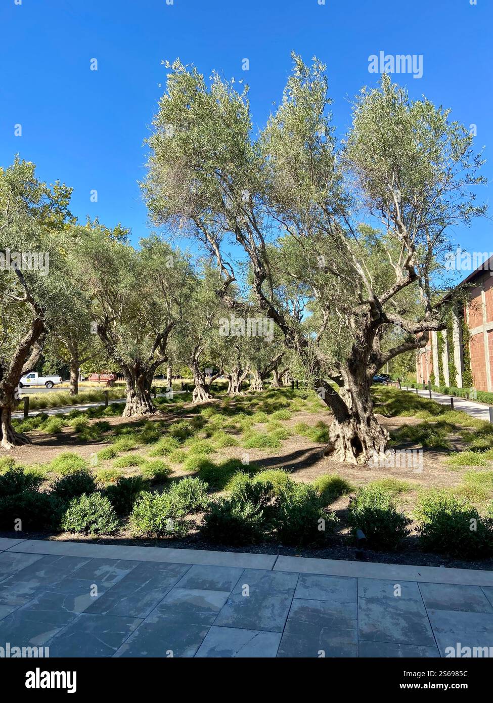 Olive trees valley hi-res stock photography and images - Alamy
