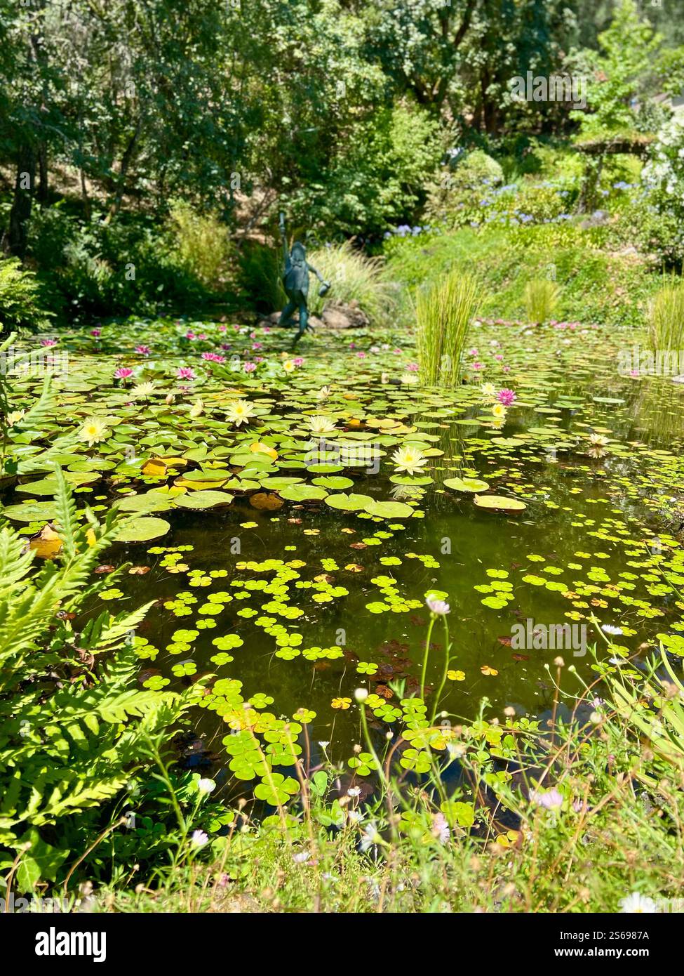 pond view at Frogs Leap Stock Photo - Alamy