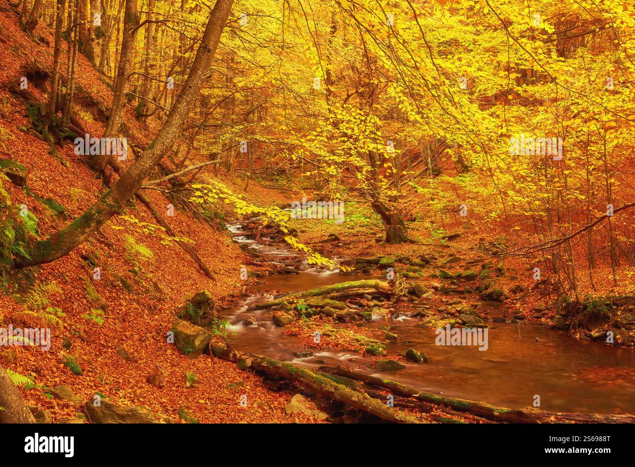 Mountain river in autumn forest. autumn landscape. rocks in the river ...