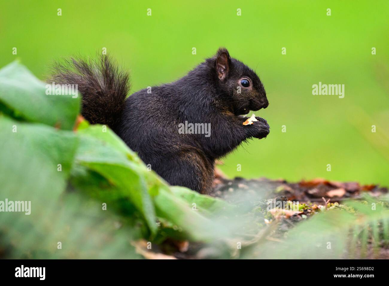 Black melanism variant of eastern gray squirrel side view eating nut on ...