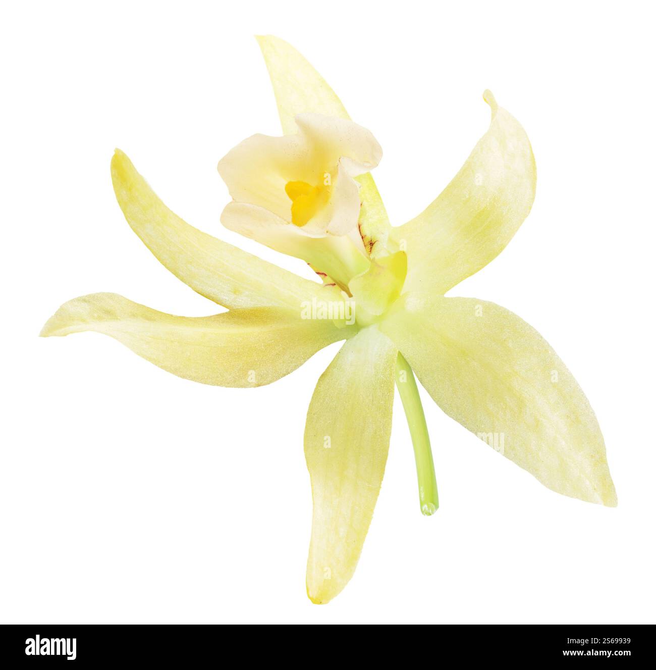 Vanilla flower isolated on white background. File contains clipping ...