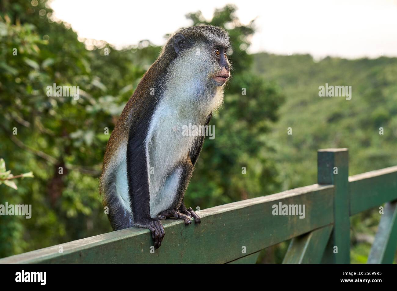 Saint George s, Grenada, Caribbean - January 10, 2025: A Mona Monkey ...