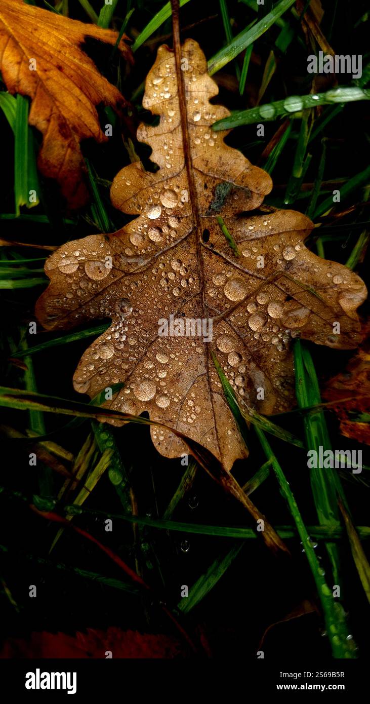 Oak leaf on grass hi-res stock photography and images - Alamy