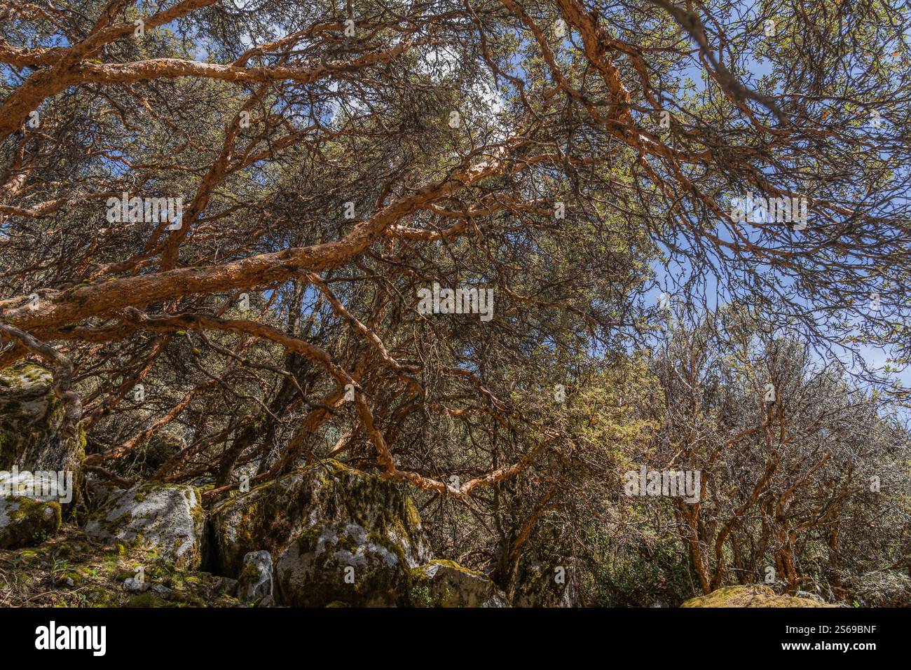 old mystical tree in Peru. A beautiful fairytale enchanted forest with ...