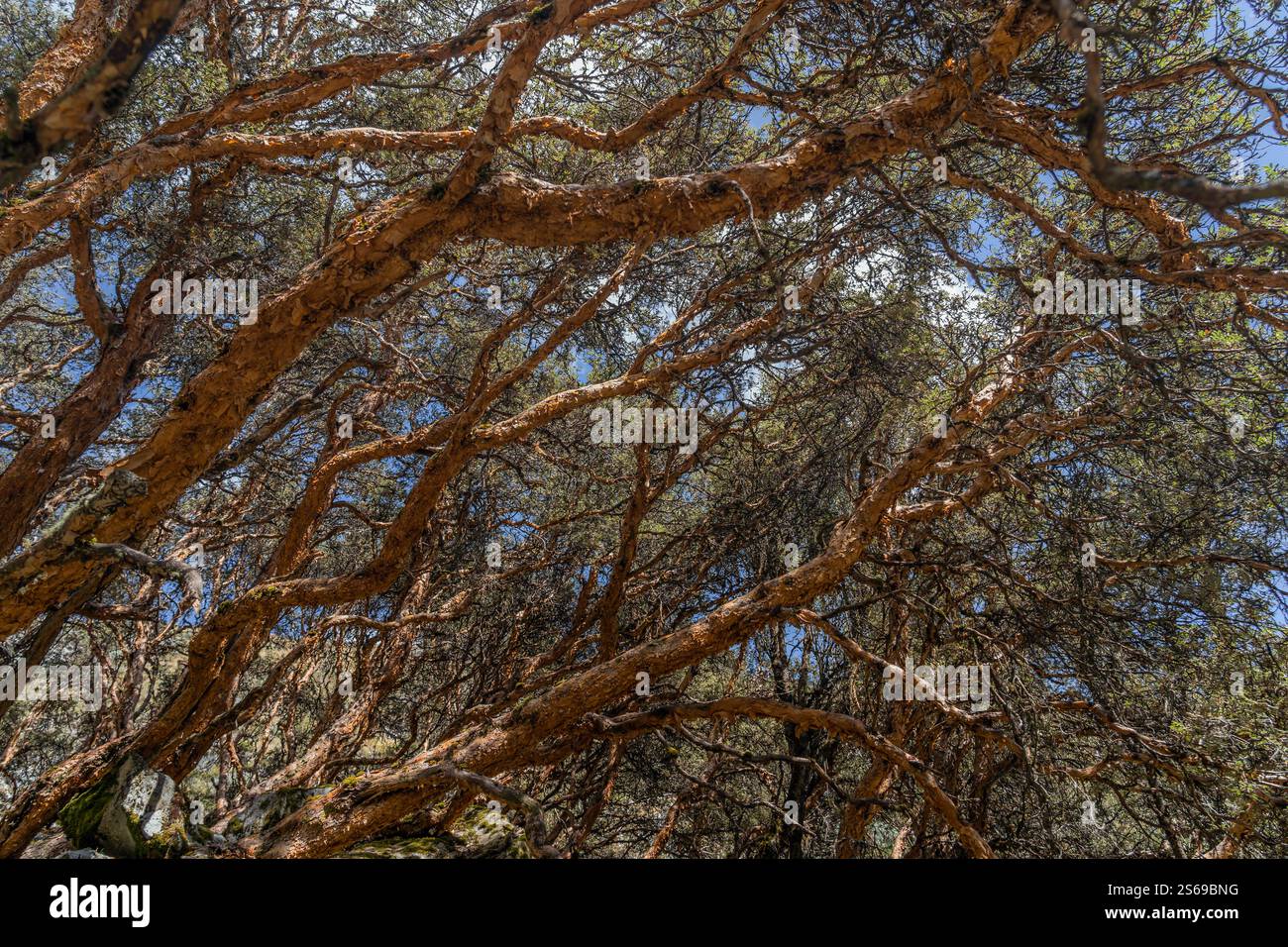 old mystical tree in Peru. A beautiful fairytale enchanted forest with ...