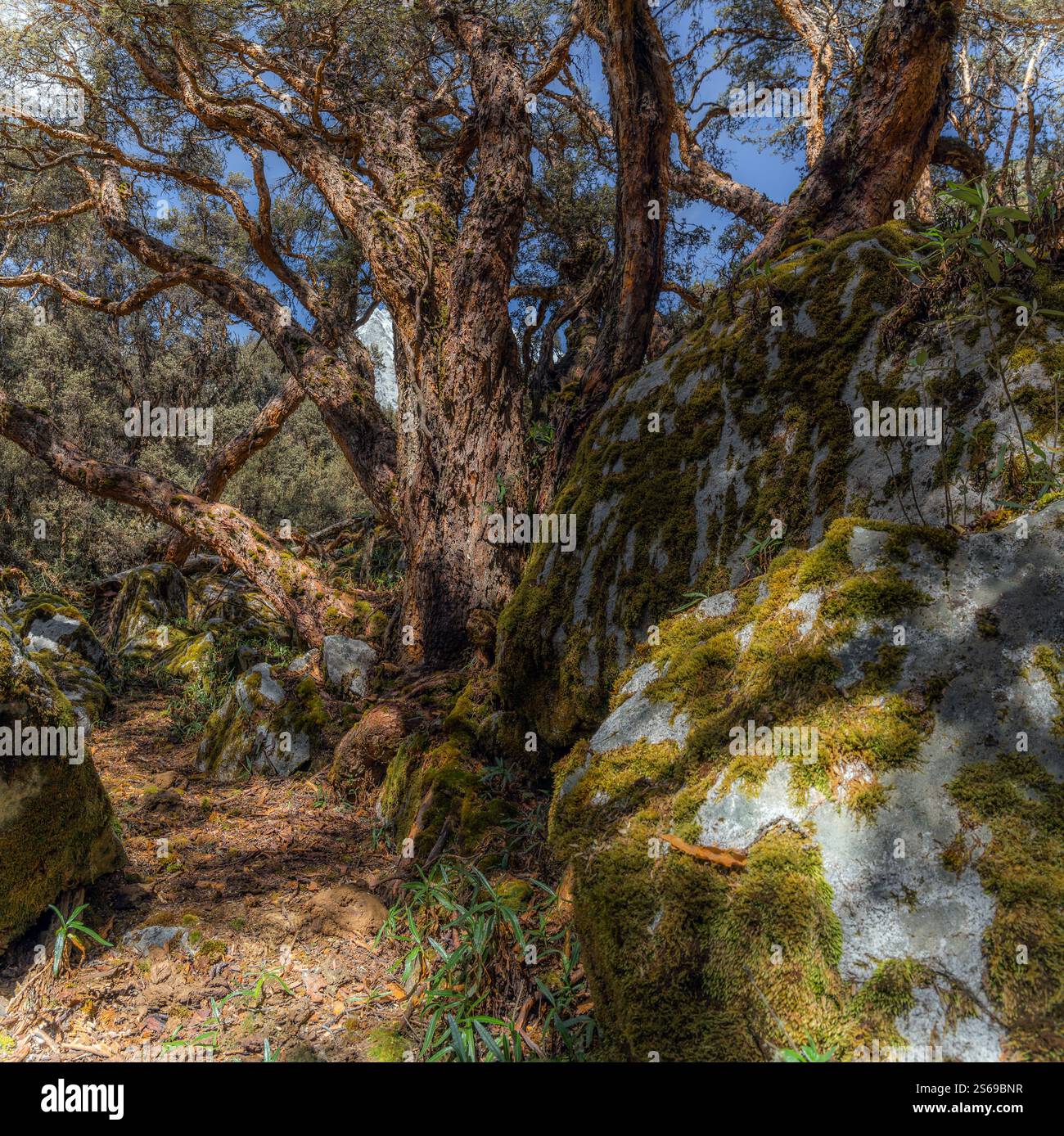 old mystical tree in Peru. A beautiful fairytale enchanted forest with ...