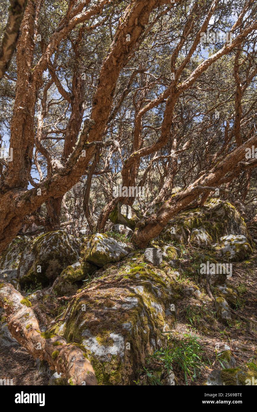 old mystical tree in Peru. A beautiful fairytale enchanted forest with ...
