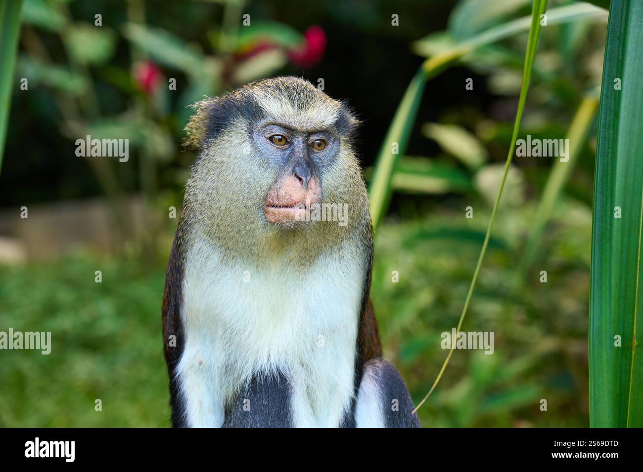 Saint George s, Grenada, Caribbean - January 10, 2025: A Mona Monkey ...