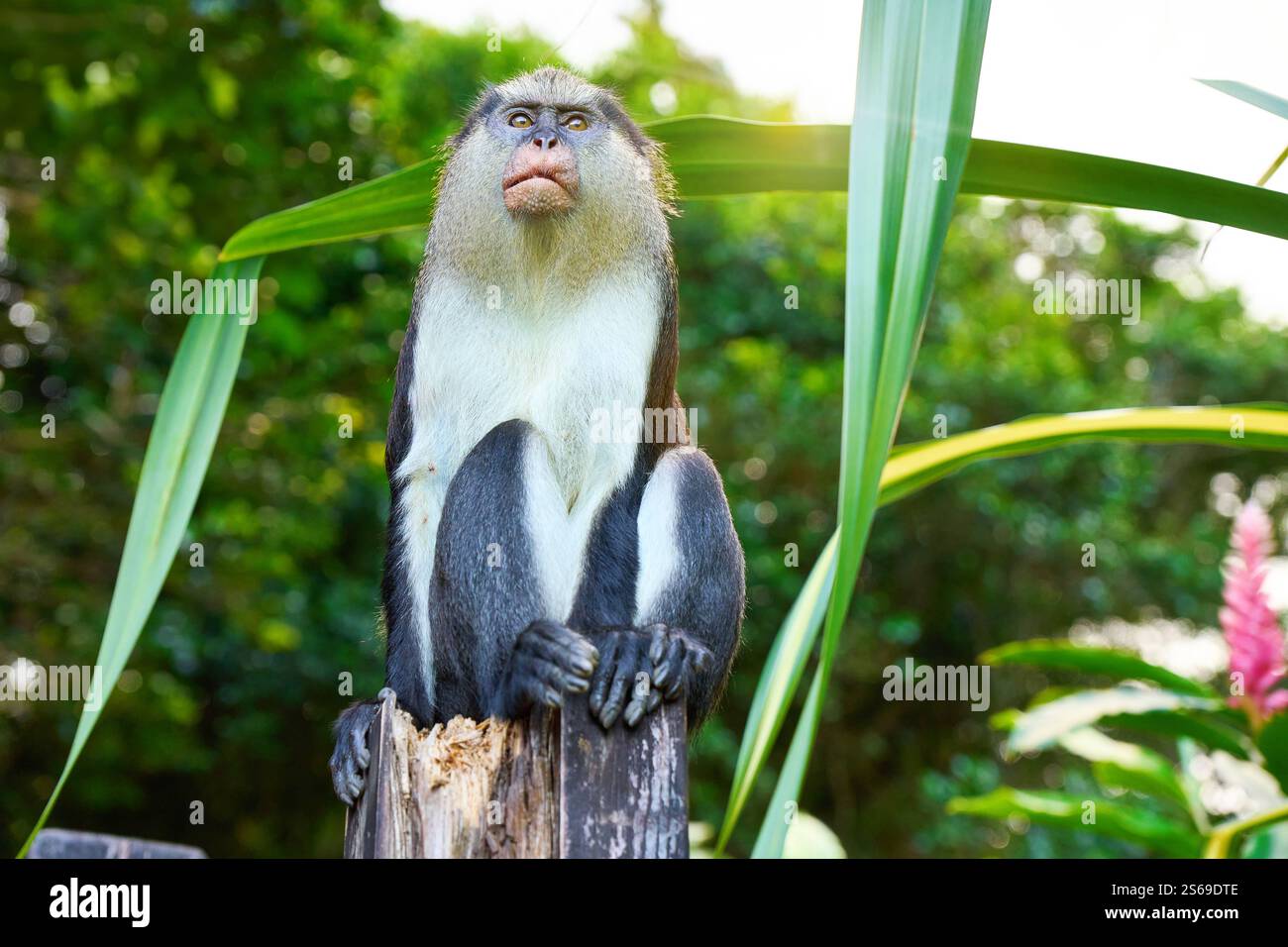 Saint George s, Grenada, Caribbean - January 10, 2025: A Mona Monkey ...