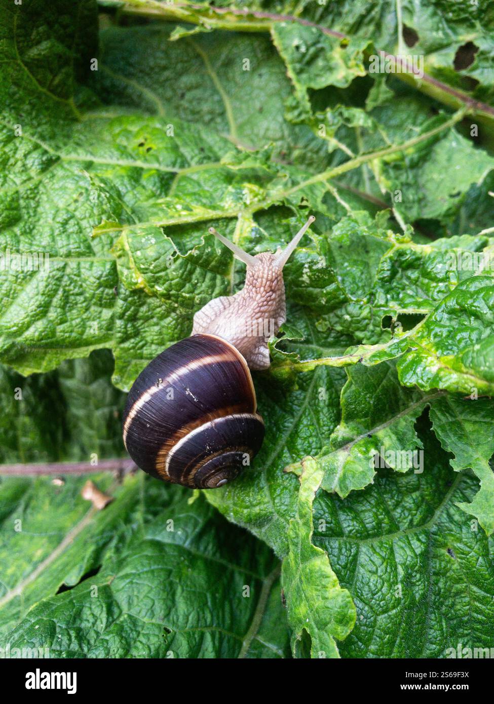 Snail eating big green burdock leaf. Snail invasion in the garden Stock ...