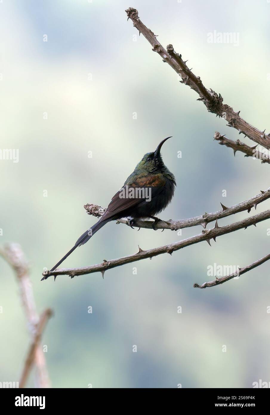 bronze sunbird - male, Souimanga bronzé, Nectarinia kilimensis ...