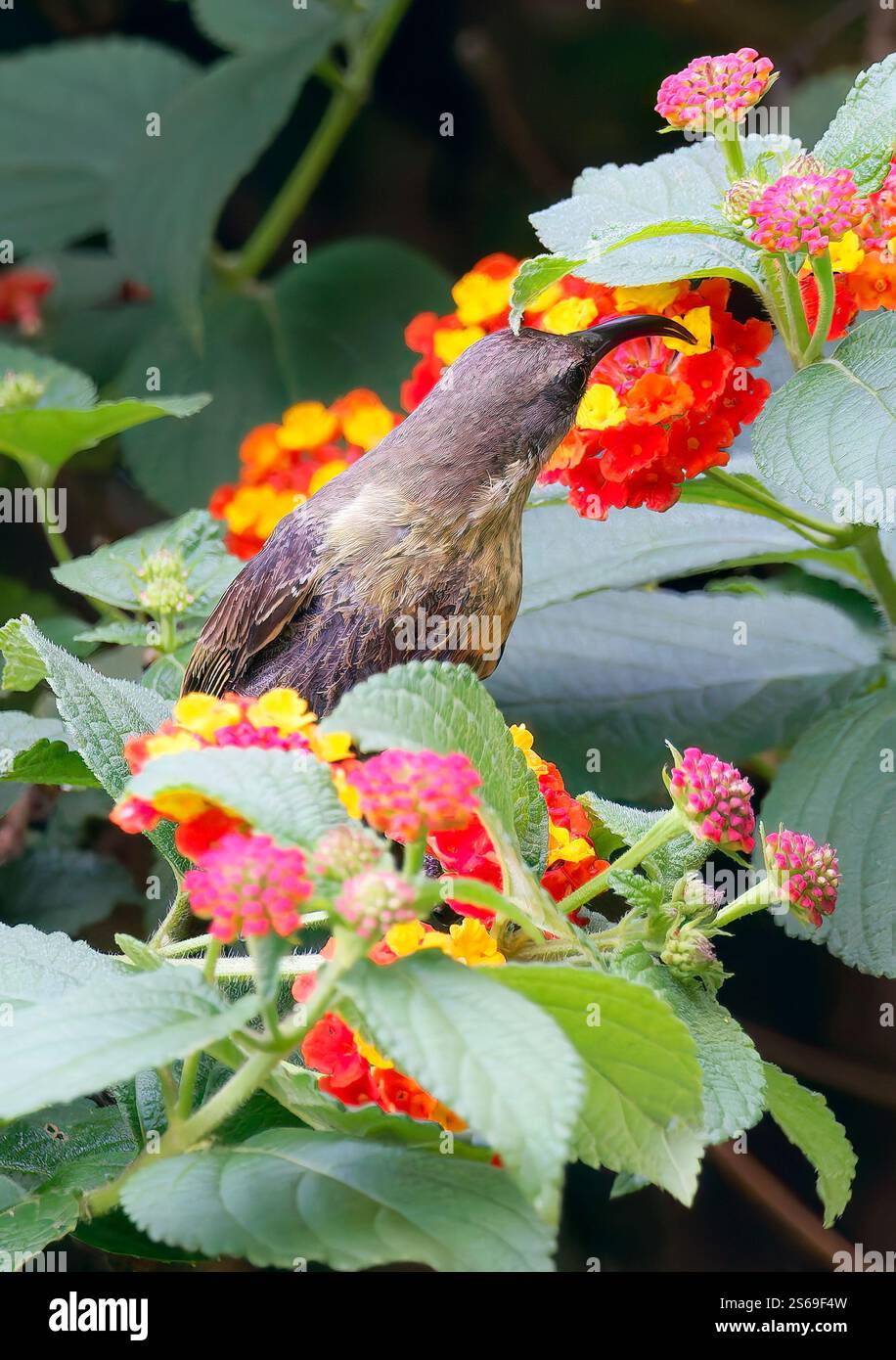 bronze sunbird - female, Souimanga bronzé, Nectarinia kilimensis ...