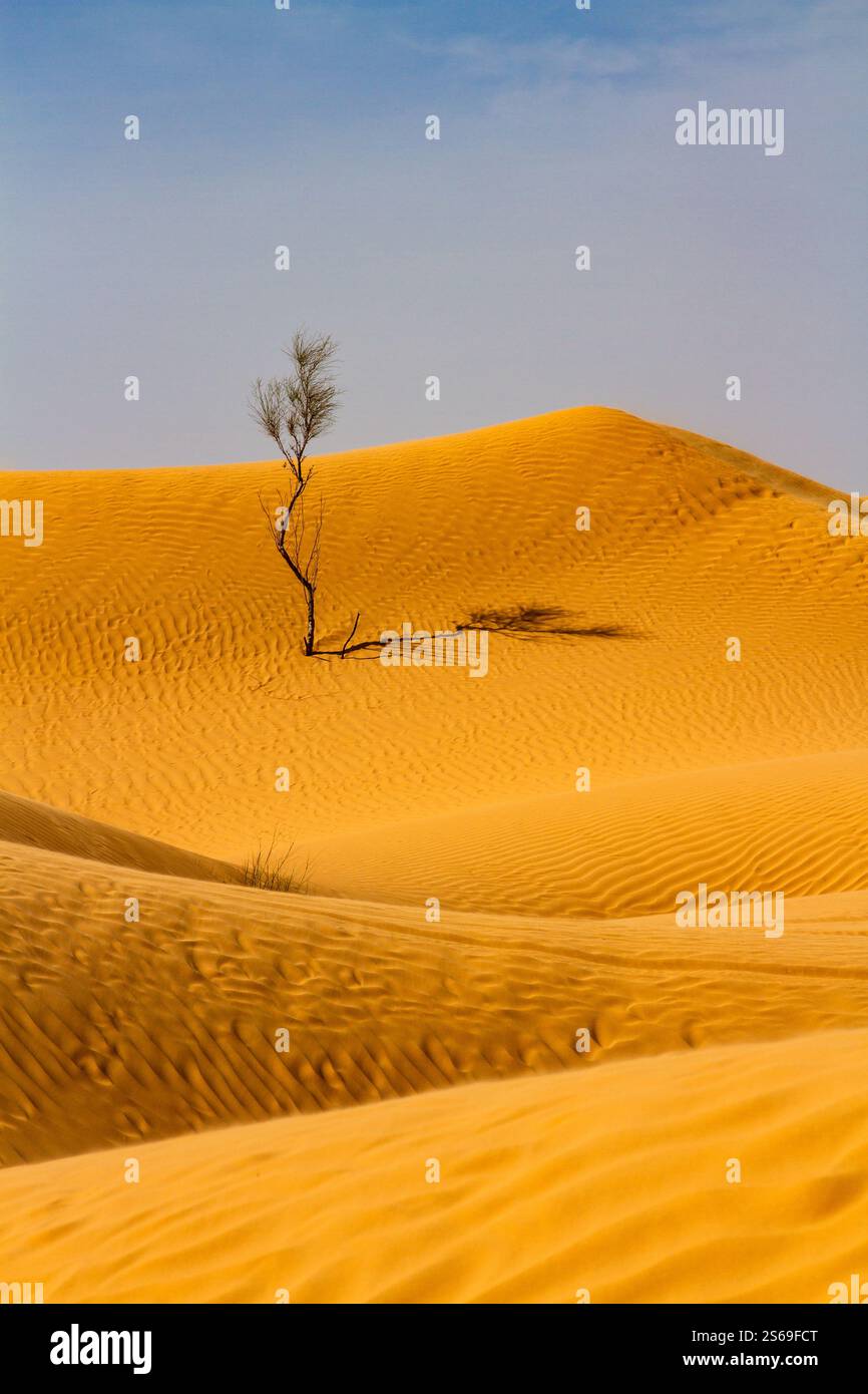Background. Solitary tamarisk tree (Tamarix aphylla) growing on a sand ...