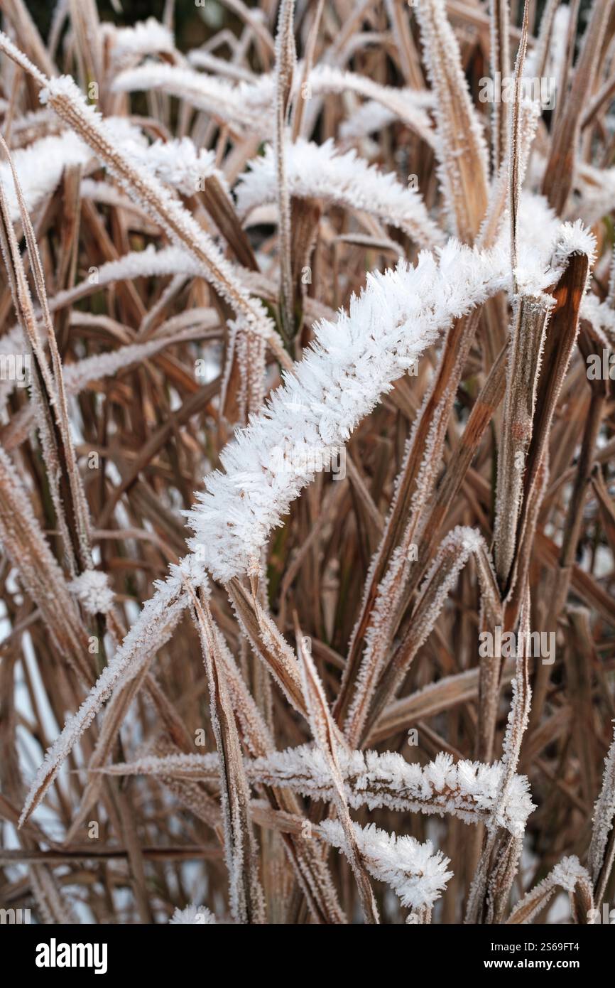 Dead autumn brown Miscanthus sinensis 'Zebrinus' Zebra grass covered in ...