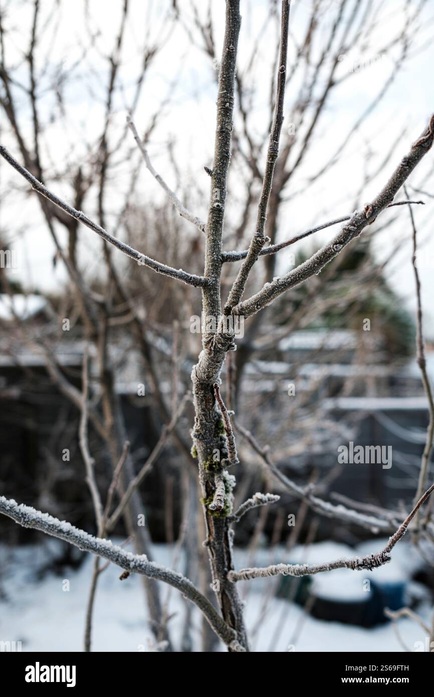 Snow and frost covered fruit tree in a UK garden Stock Photo - Alamy