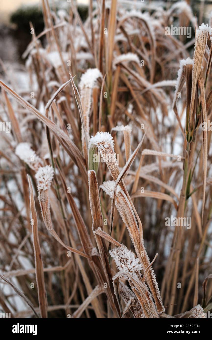 Dead autumn brown Miscanthus sinensis 'Zebrinus' Zebra grass covered in ...
