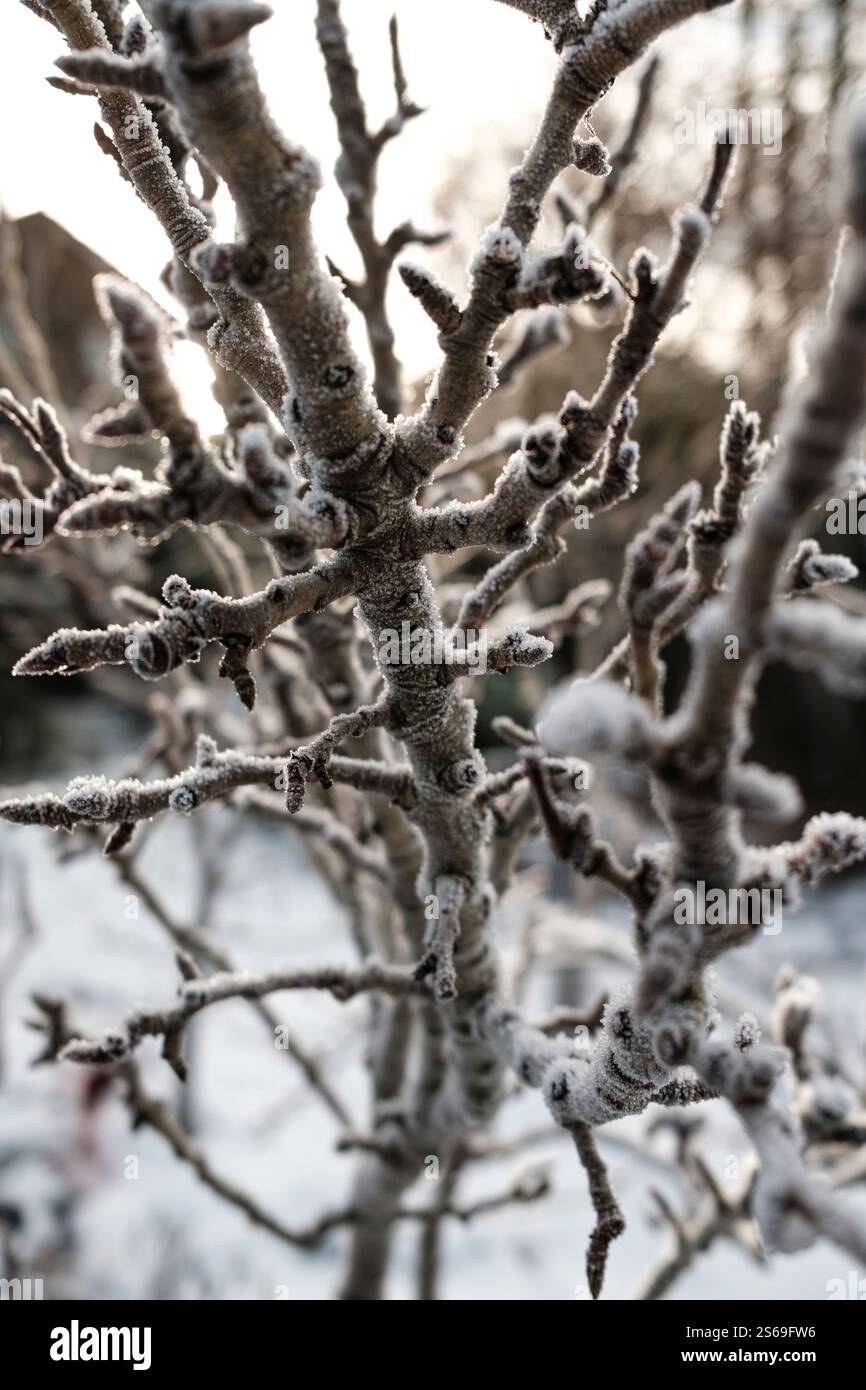 Snow and frost covered fruit tree in a UK garden Stock Photo - Alamy