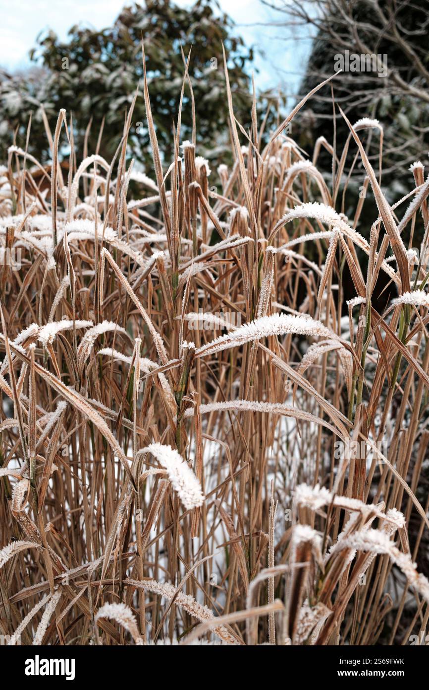 Dead autumn brown Miscanthus sinensis 'Zebrinus' Zebra grass covered in ...