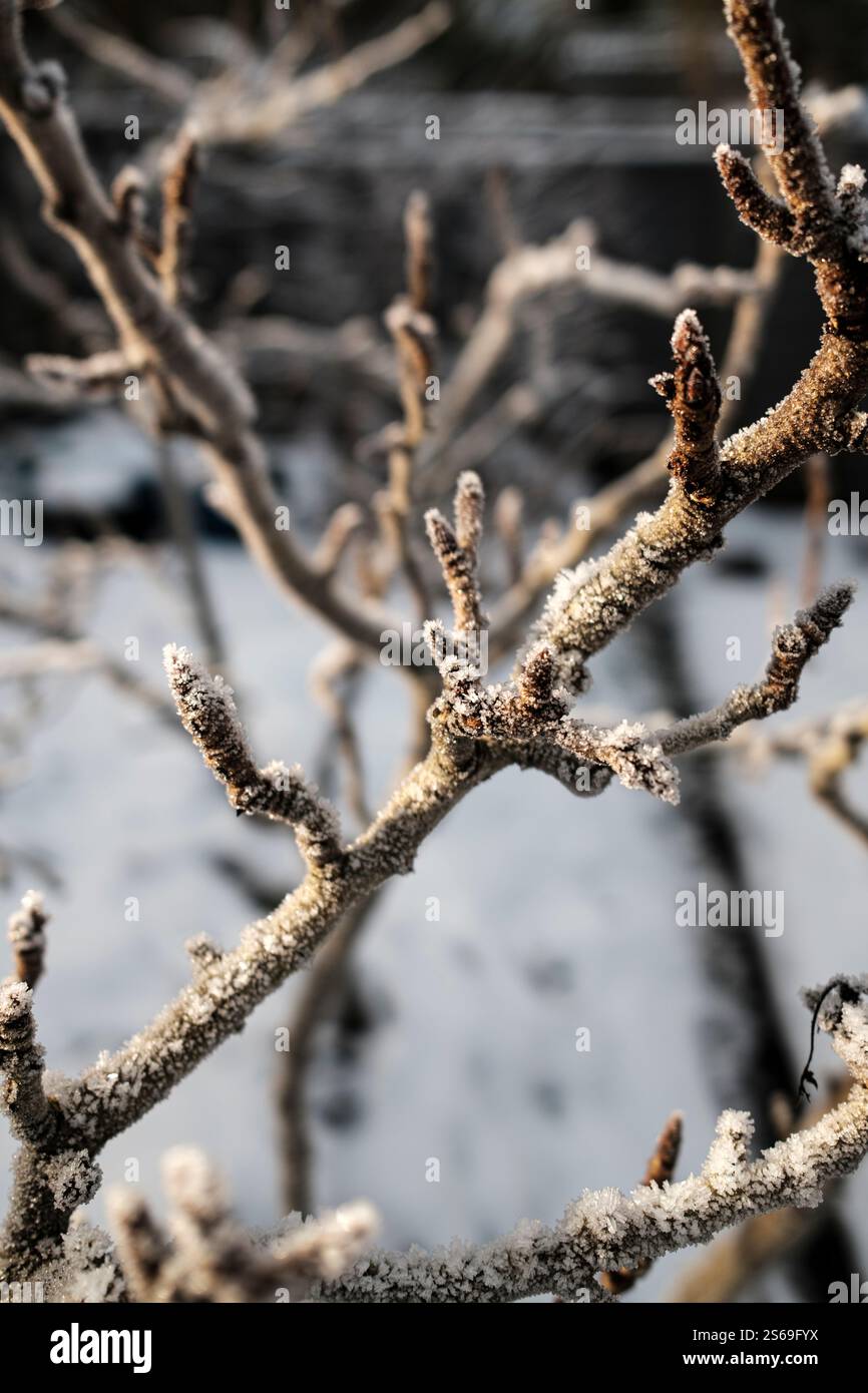 Snow and frost covered fruit tree in a UK garden Stock Photo - Alamy