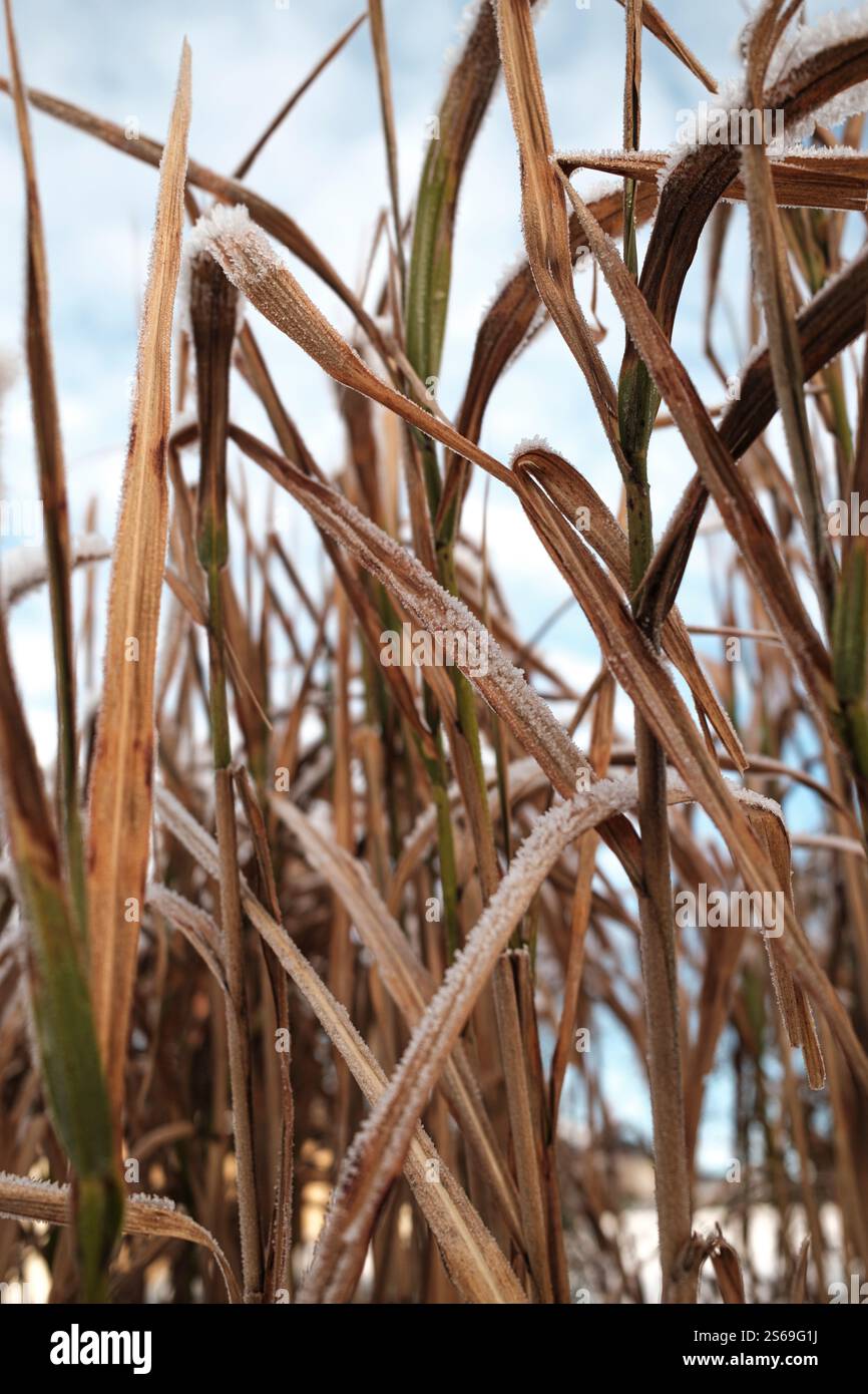 Dead autumn brown Miscanthus sinensis 'Zebrinus' Zebra grass covered in ...