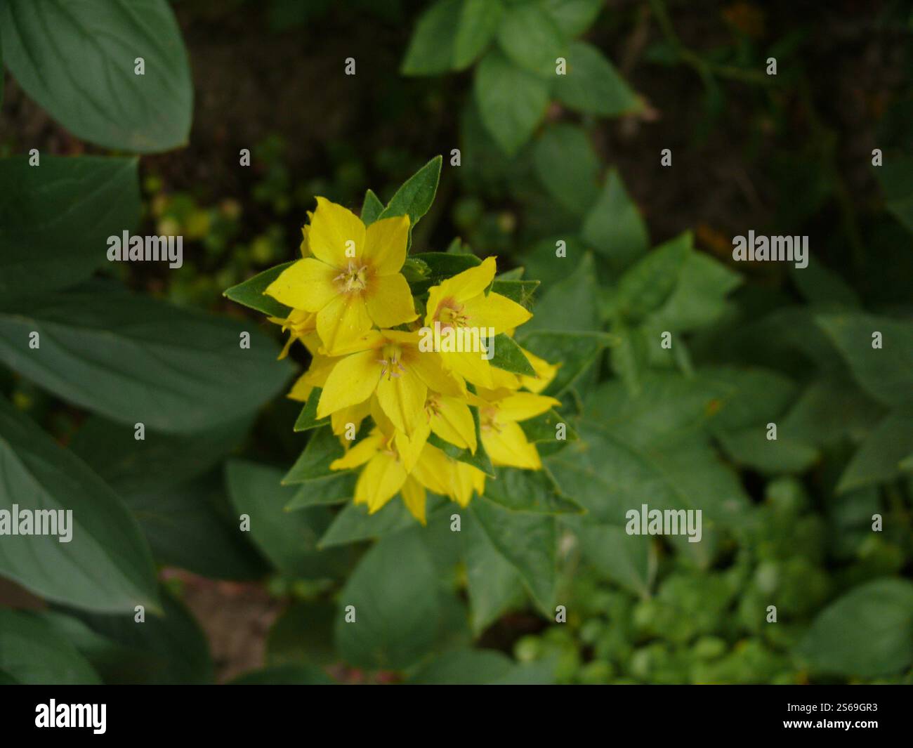 Close-up of yellow dotted loosestrife (Lysimachia punctata L.) also ...