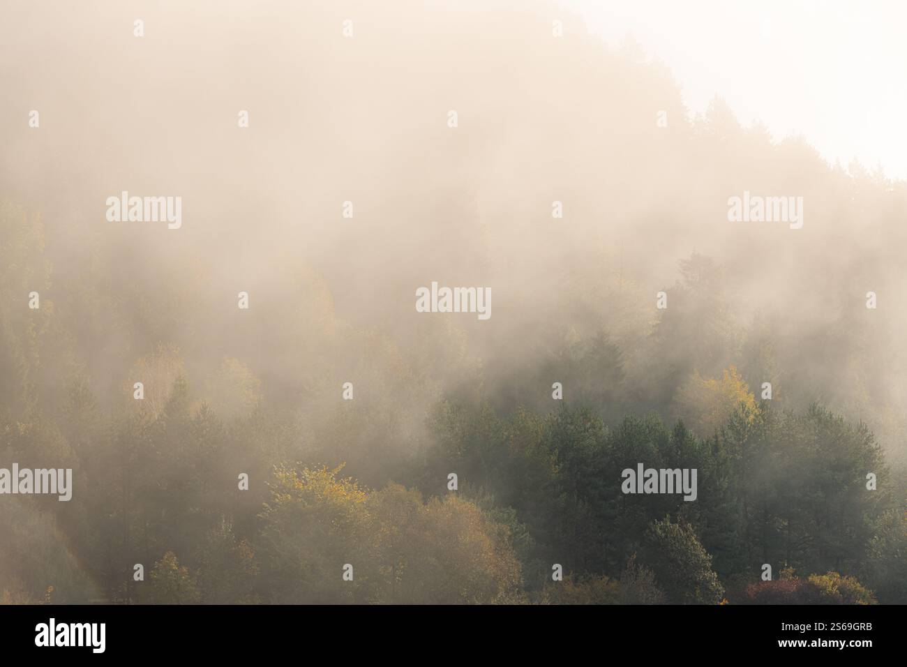 Atmospheric Fall Landscape with Fog Rolling Through Moody Trees Stock Photo - Alamy