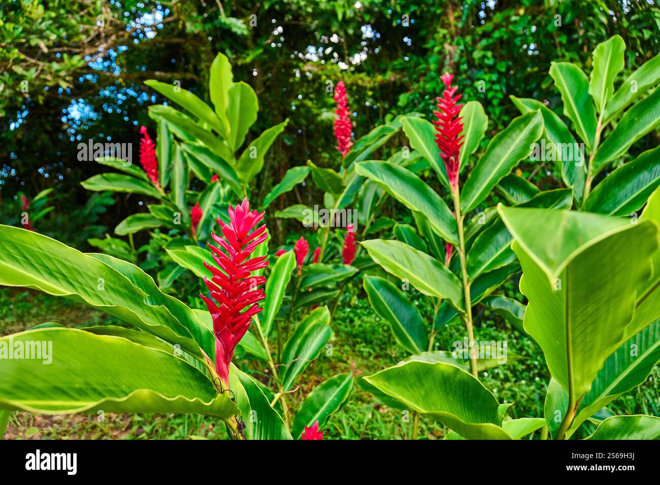Saint George s, Grenada, Caribbean - January 10, 2025: A bright red ...