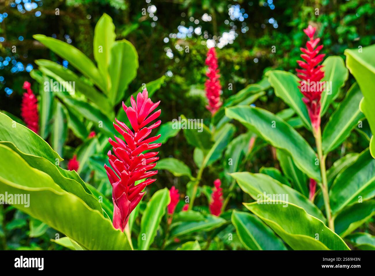 Saint George s, Grenada, Caribbean - January 10, 2025: A bright red ...