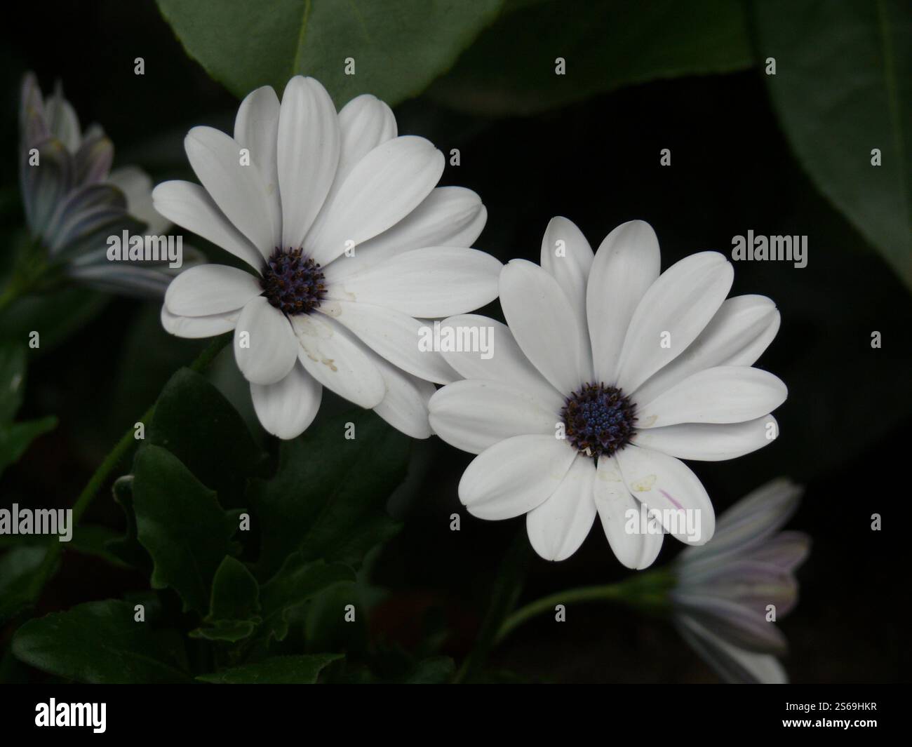 Close-up of Dimorphotheca ecklonis (Dimorphotheca ecklonis DC.) flowers ...