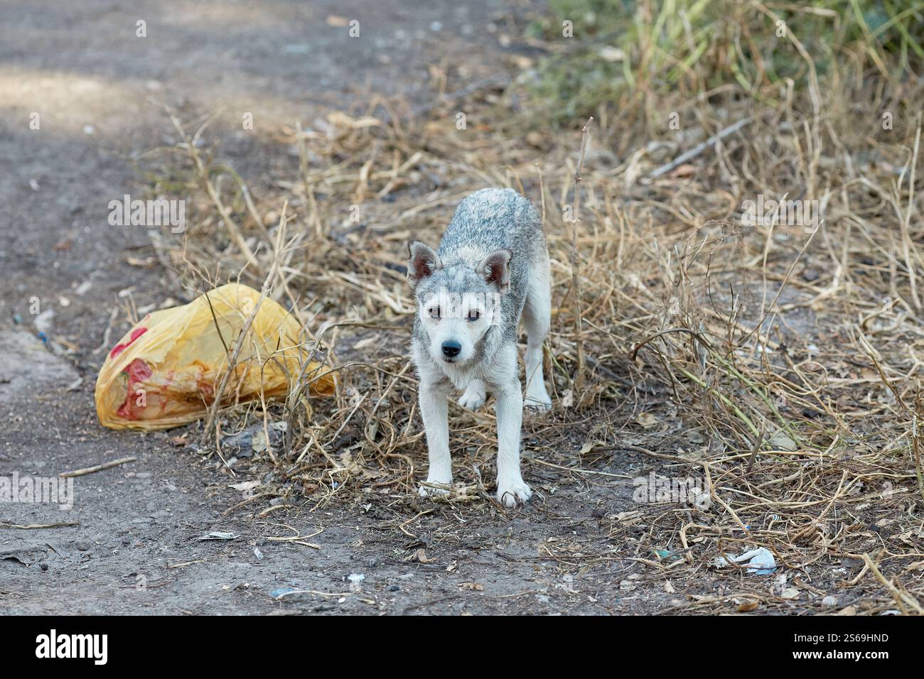 Stray mutt dog standing on the street in a city looking sad in front of ...