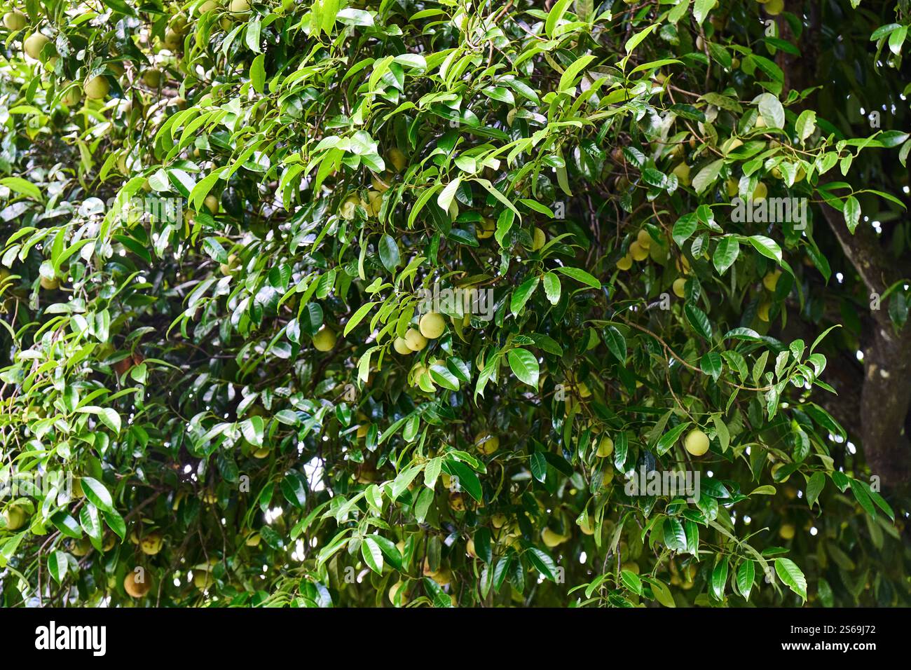 Grenada, Caribbean - January 10, 2025: A nutmeg tree in Grenada, known ...