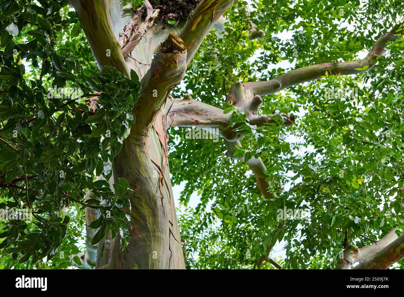 Grenada, Caribbean - 10 January 2025: A rainbow eucalyptus tree ...