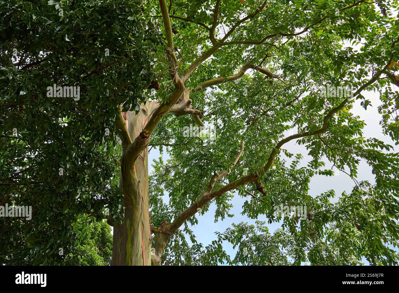 Grenada, Caribbean - 10 January 2025: A rainbow eucalyptus tree ...