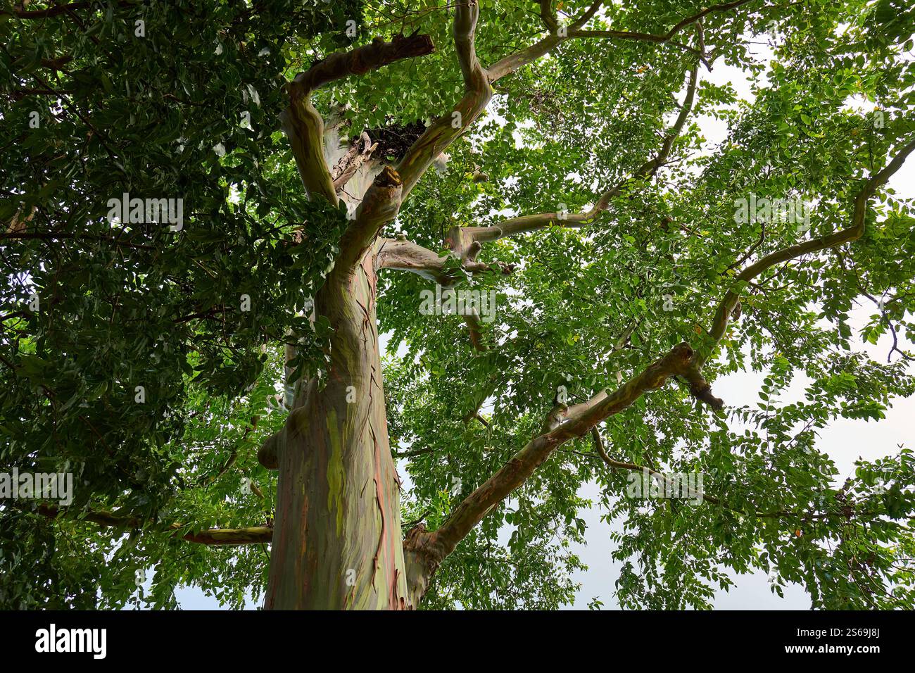 Grenada, Caribbean - 10 January 2025: A rainbow eucalyptus tree ...