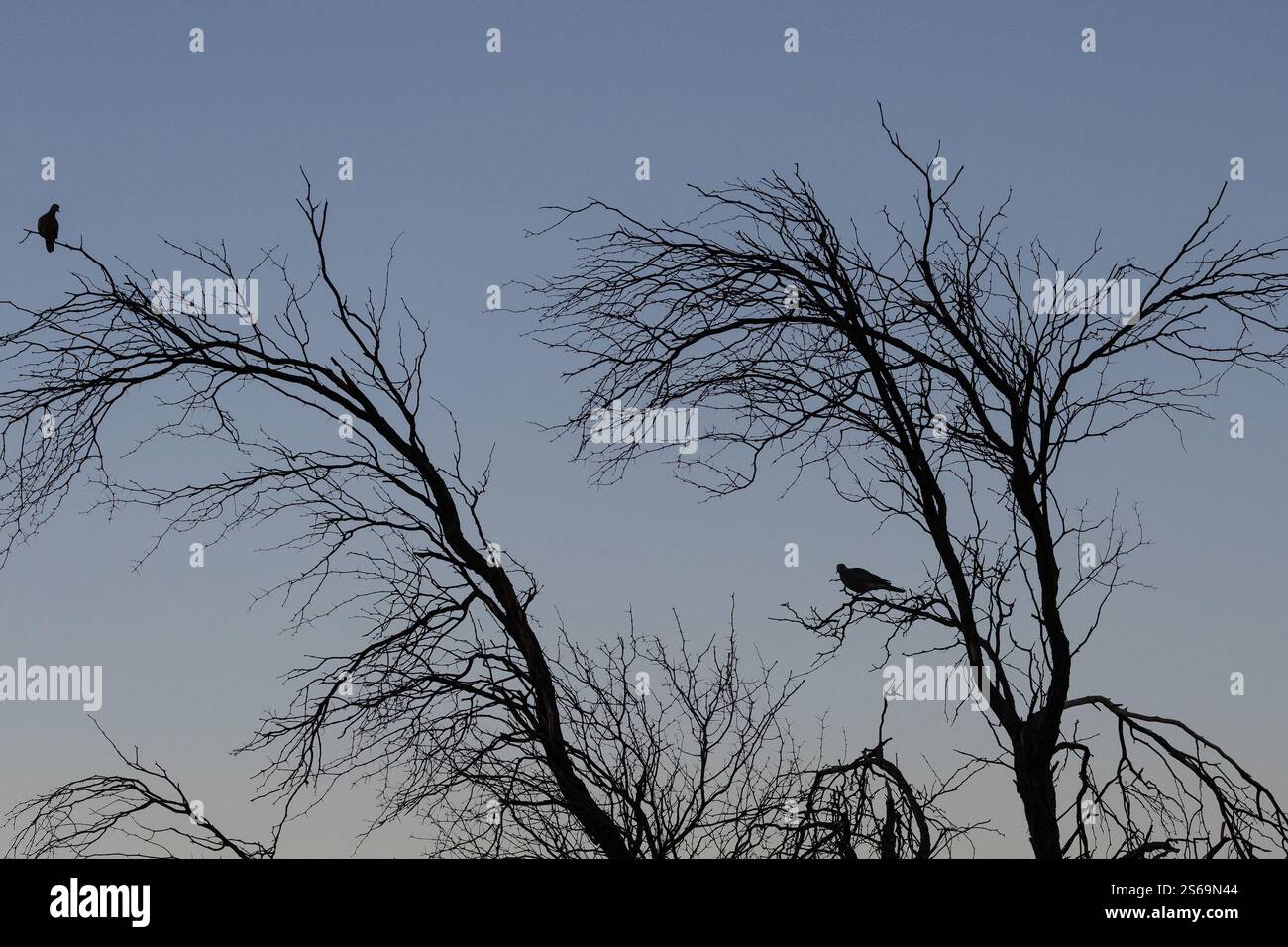 Silhouette scene with birds in trees Stock Photo - Alamy
