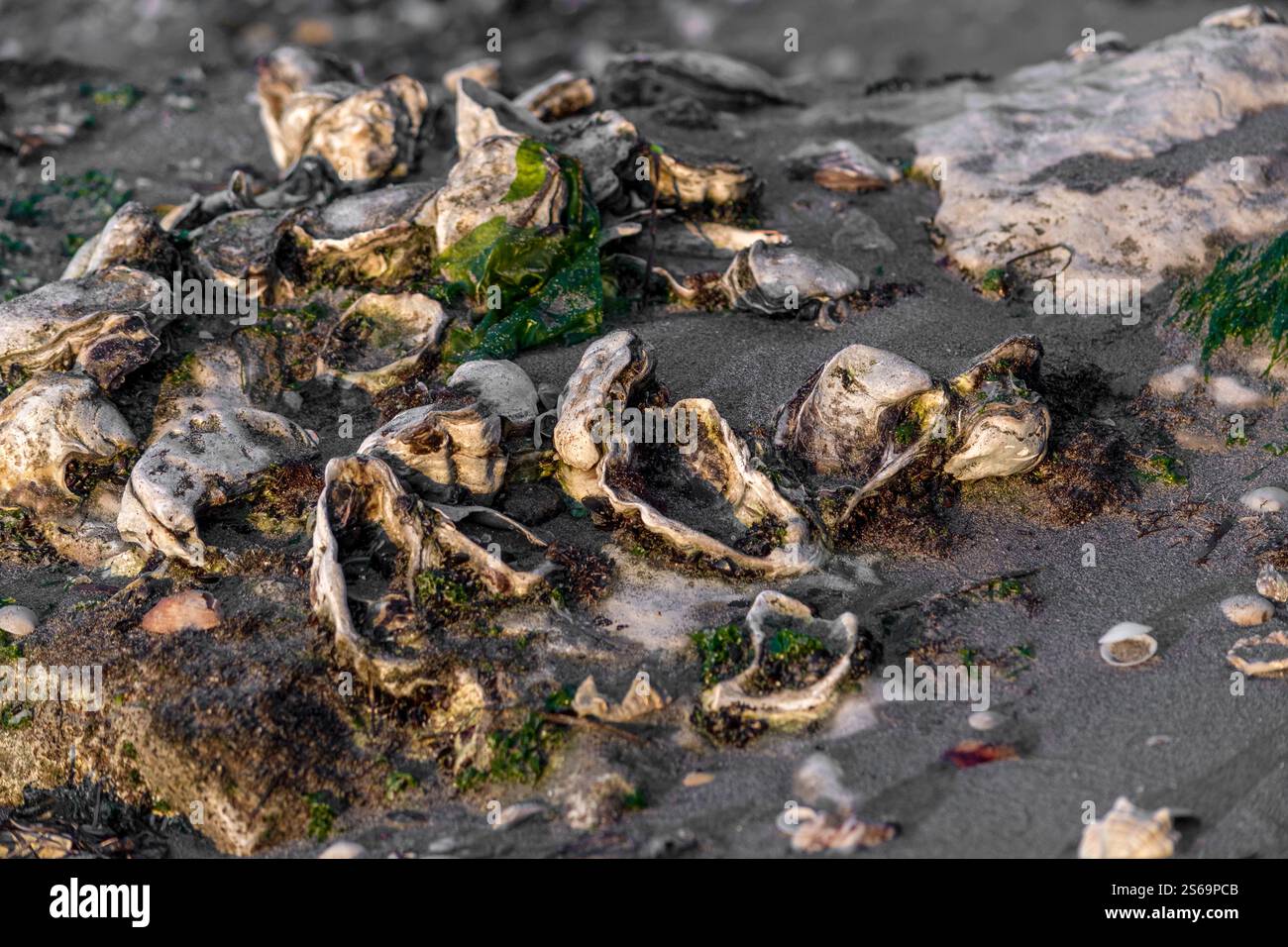 Detail of rocks after seawater retreat: close-up view of mussels, open ...
