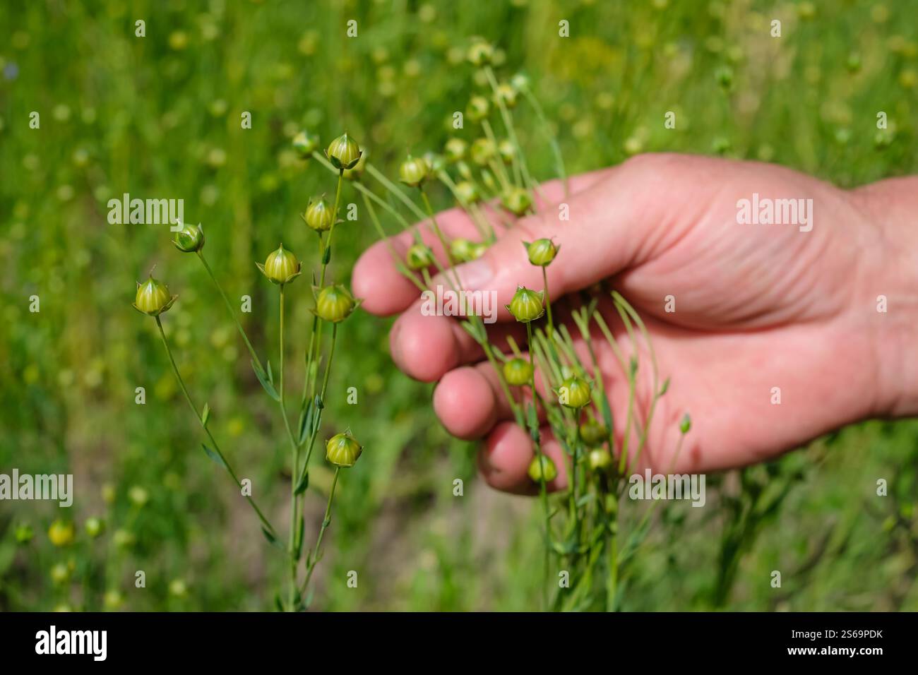 Green flax seed pods in the farmer's hand. Demand growth for natural ...