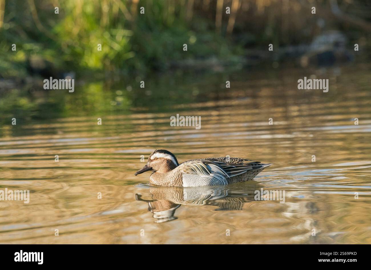 Gargany hi-res stock photography and images - Alamy