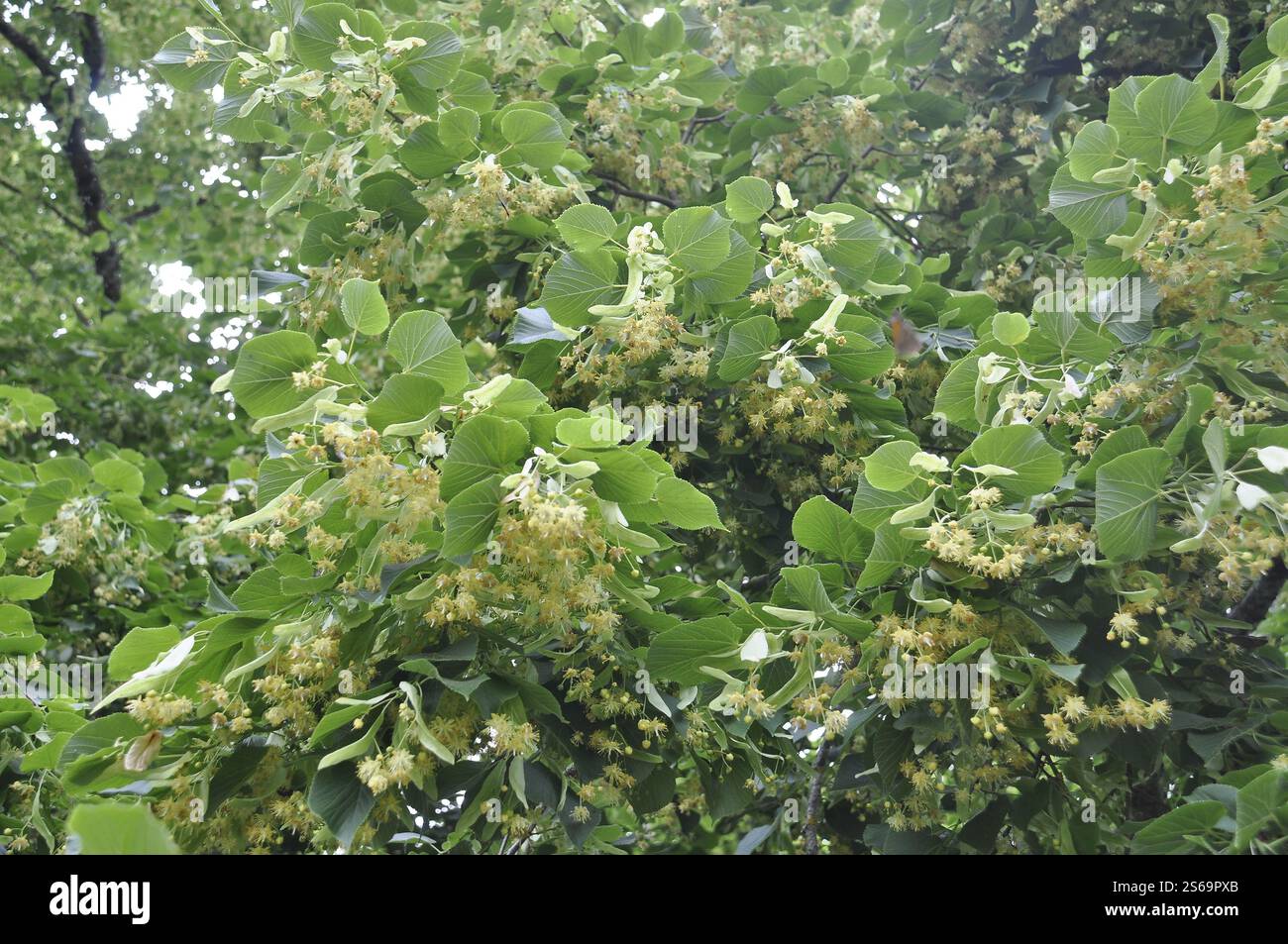 Linden tree in bloom Stock Photo - Alamy