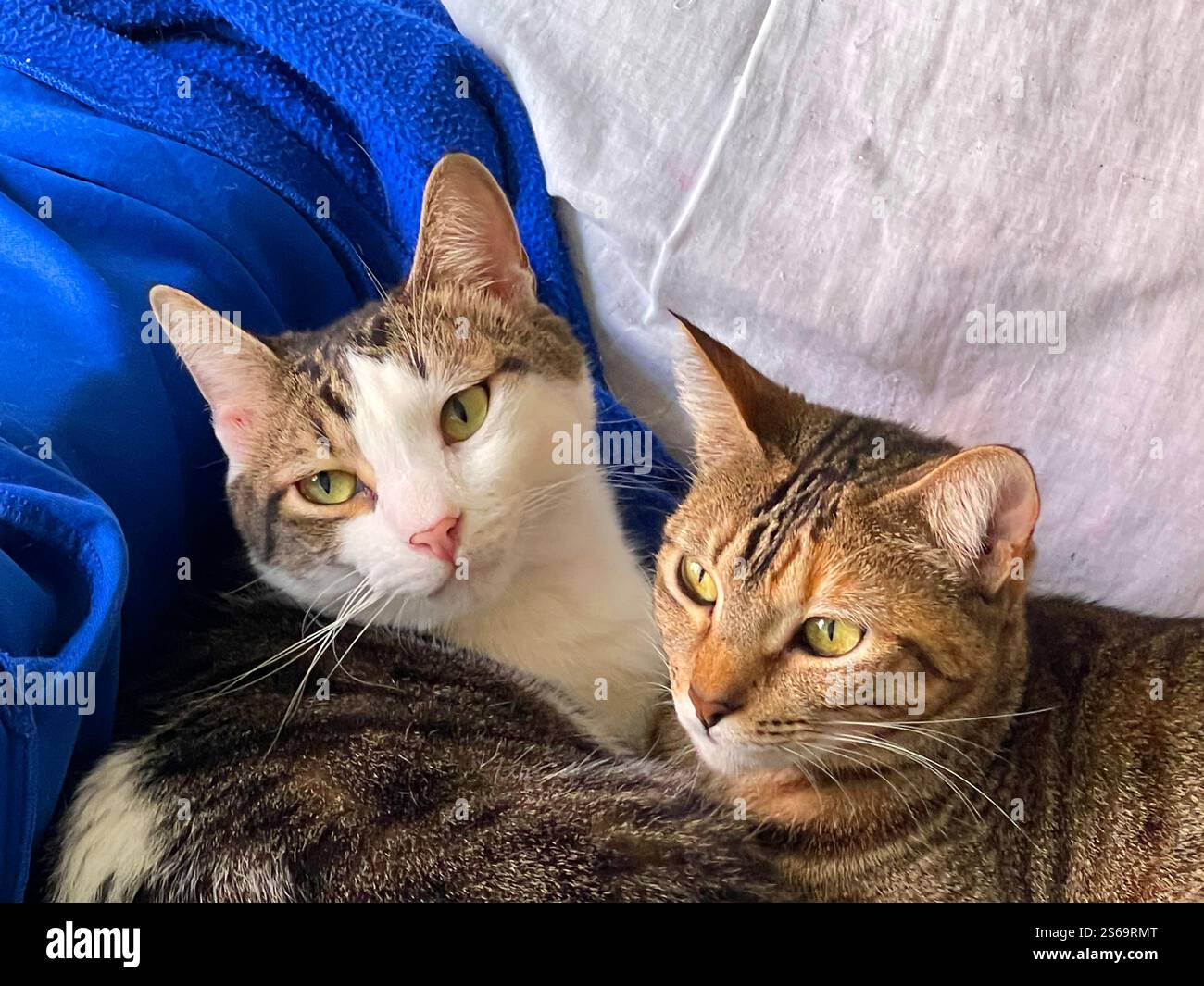 Couple of cats Stock Photo - Alamy