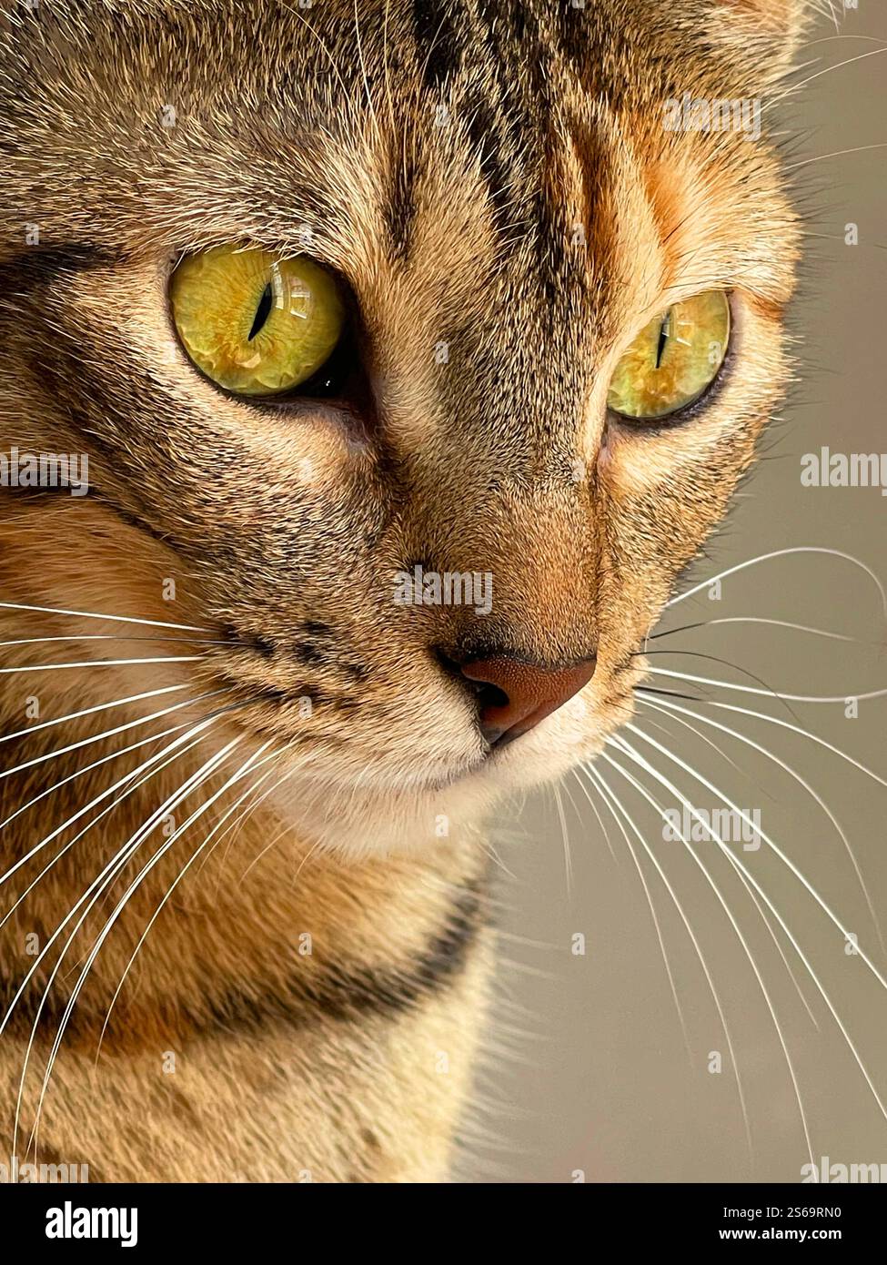 Portrait of tabby cat. Close view Stock Photo - Alamy