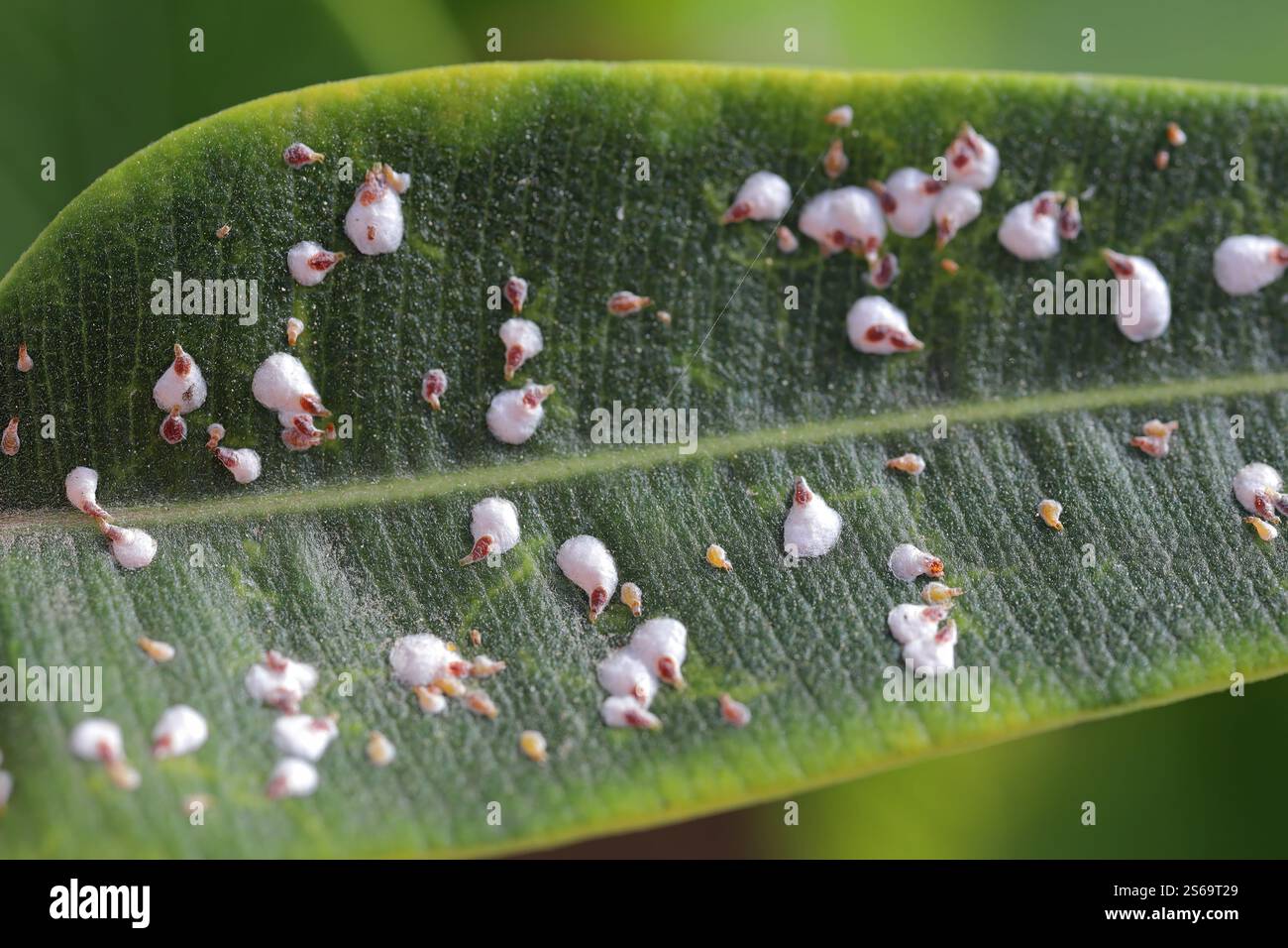 Ivy scale also known as aucuba scale, Aspidiotus nerii on an oleander ...