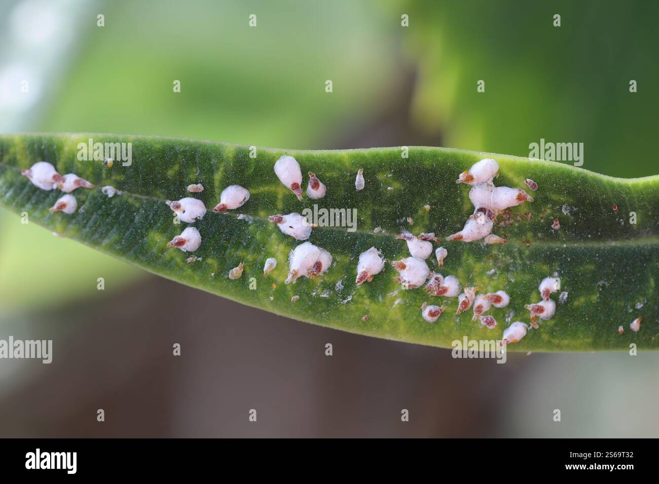 Ivy scale also known as aucuba scale, Aspidiotus nerii on an oleander ...